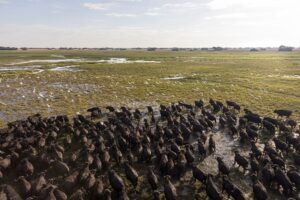 Kafue National Park - Visit Kafue
